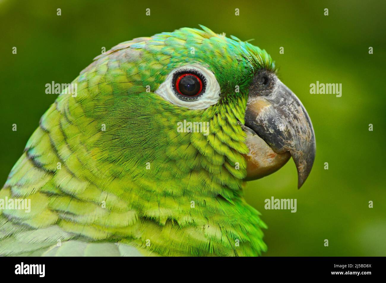 Amazona ochrocephala auropalliata hi-res stock photography and images ...
