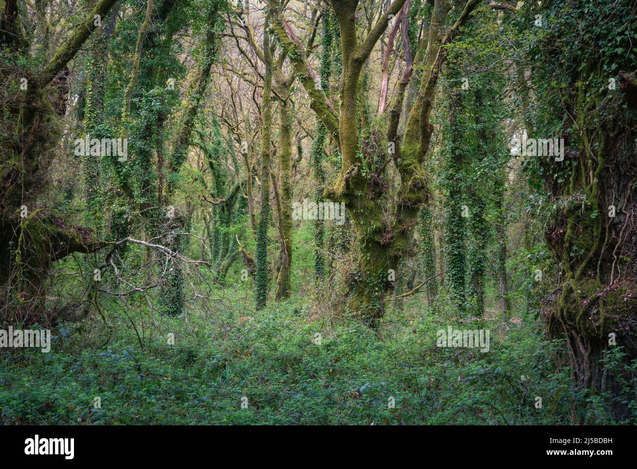 Chaotic landscape of intertwined branches and brambles in an oak forest ...