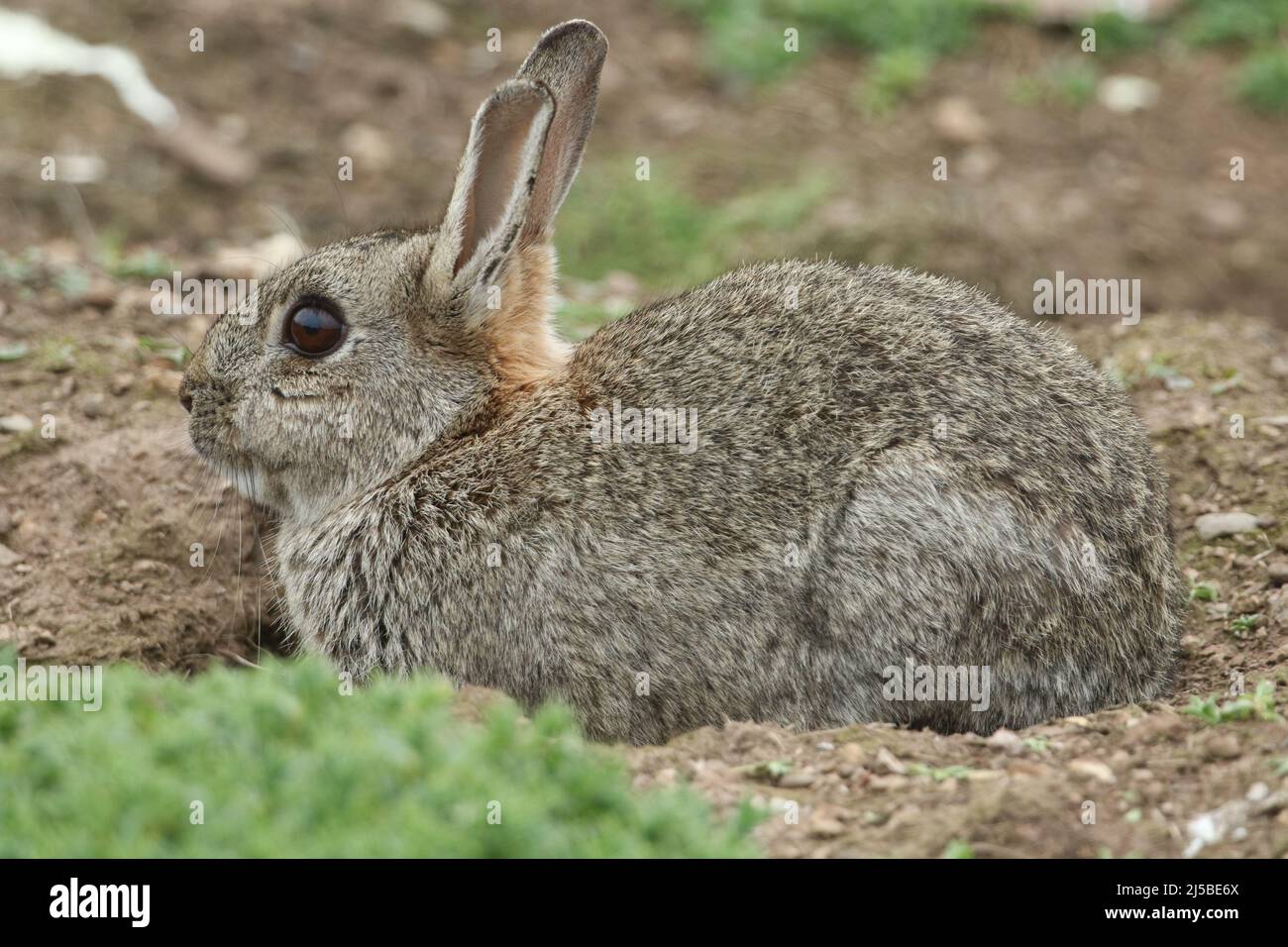 Rabbit feeding in vegetation hi-res stock photography and images - Alamy