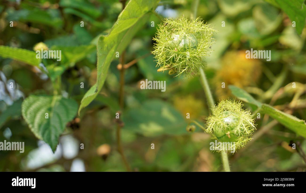 Green unripe Fruit of Passiflora foetida also known as Mossy ...