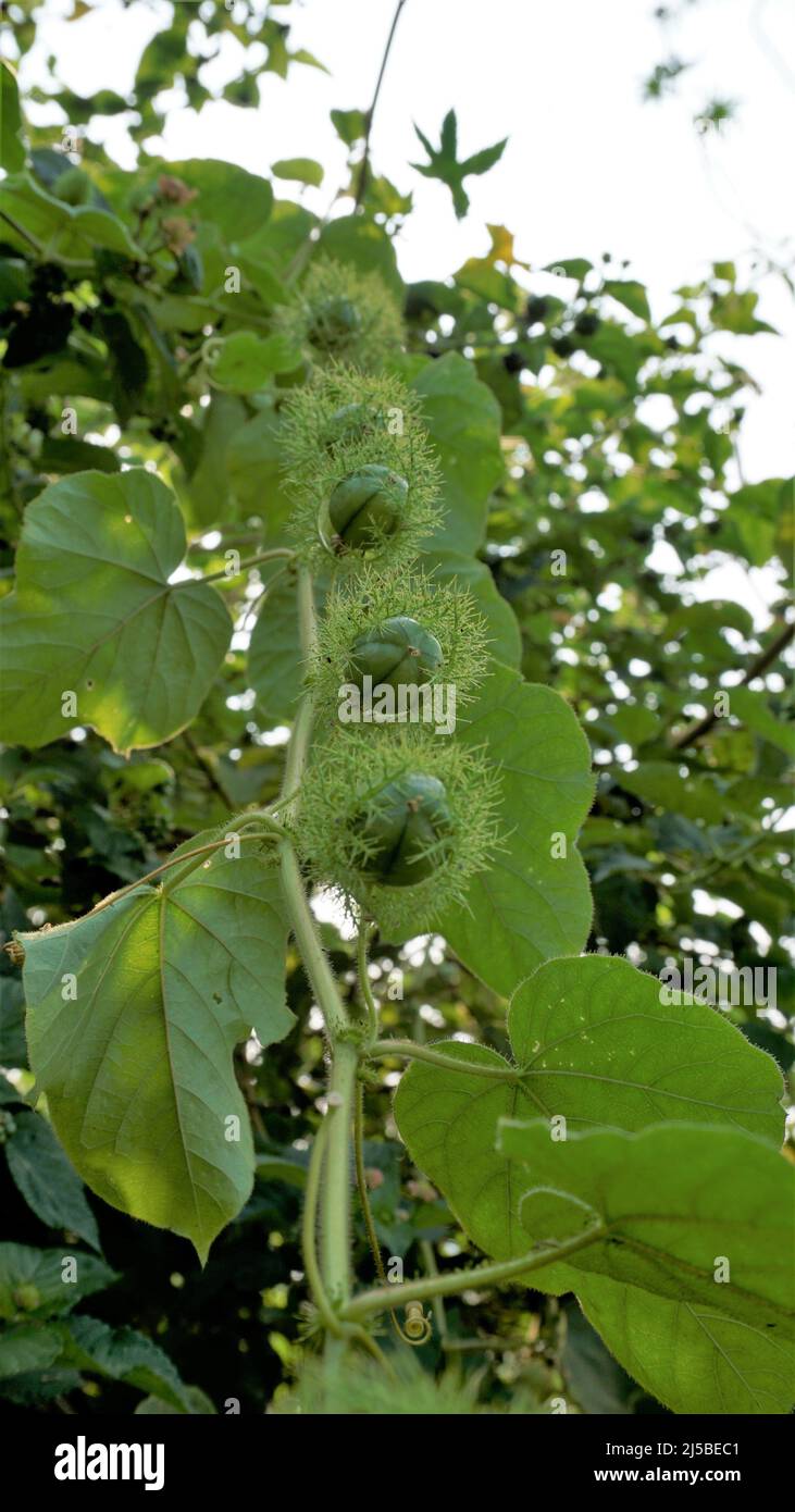 Green unripe Fruit of Passiflora foetida also known as Mossy ...