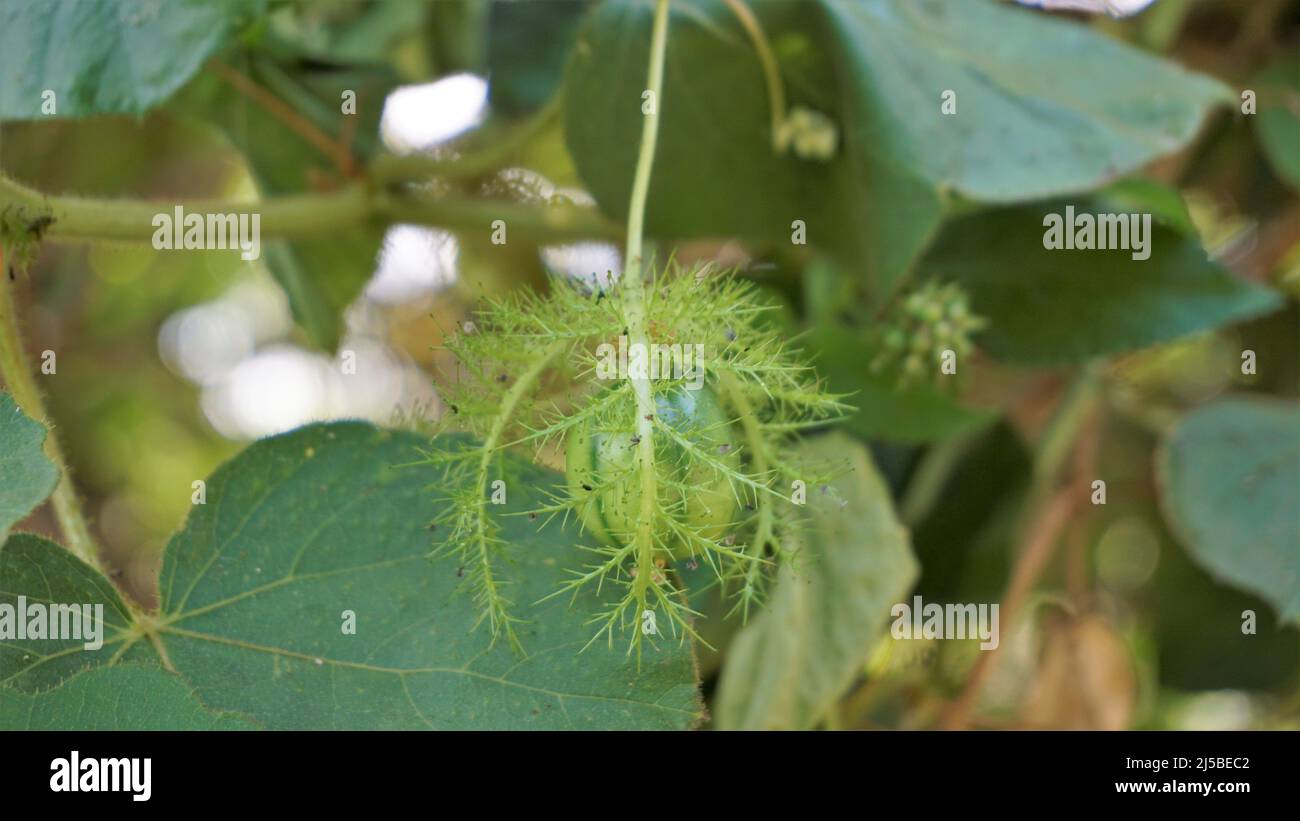 Green unripe Fruit of Passiflora foetida also known as Mossy ...