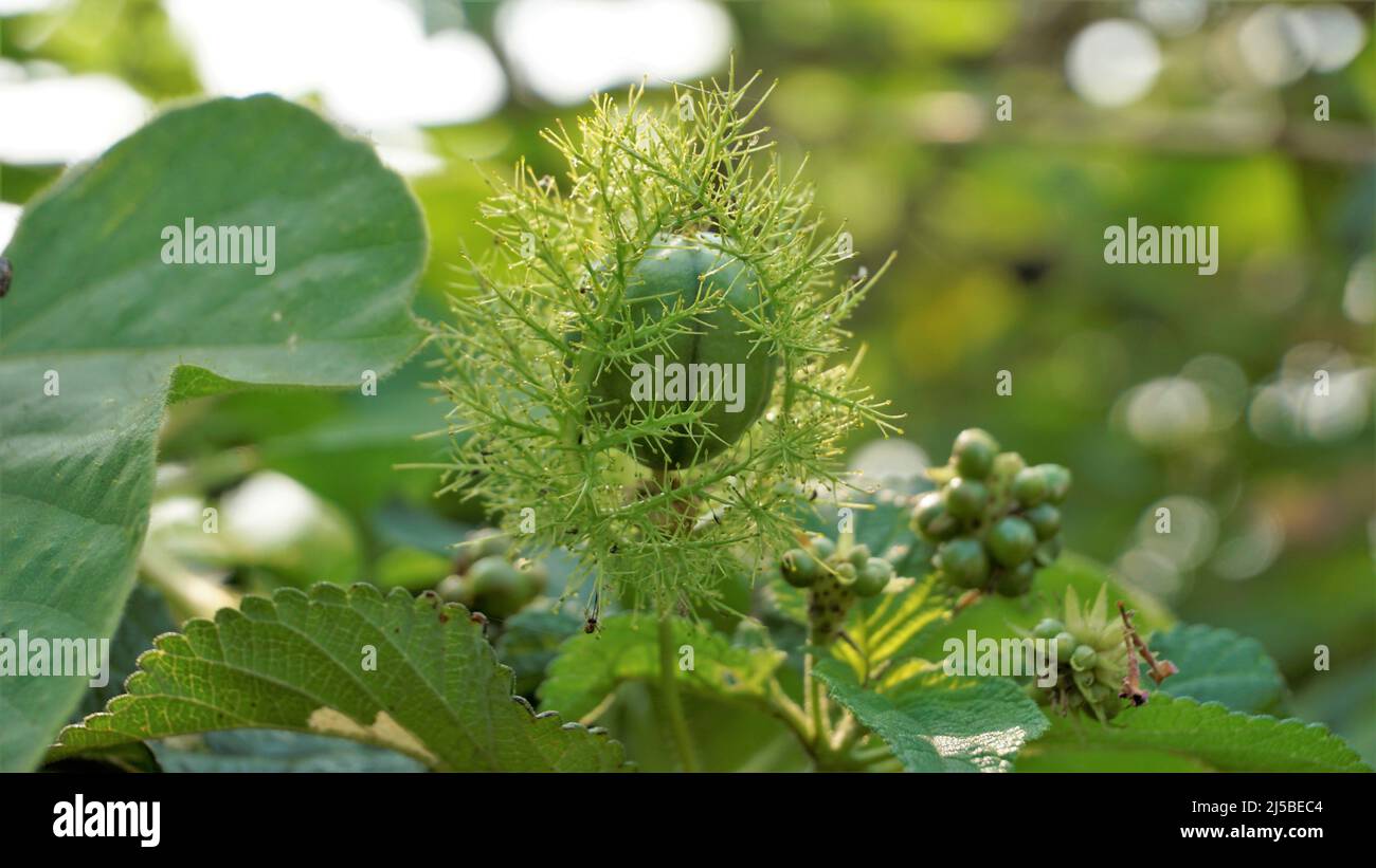 Green unripe Fruit of Passiflora foetida also known as Mossy ...