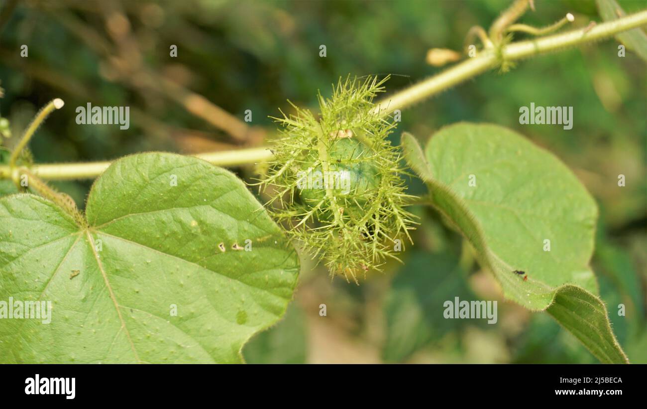 Green unripe Fruit of Passiflora foetida also known as Mossy ...