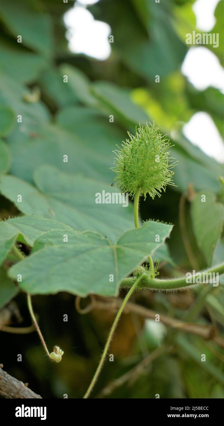 Green unripe Fruit of Passiflora foetida also known as Mossy ...