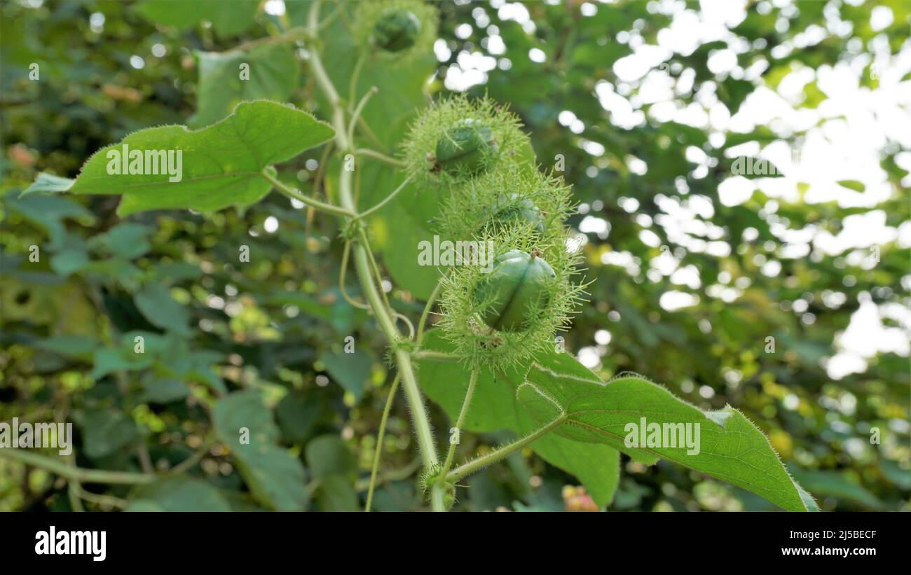 Green unripe Fruit of Passiflora foetida also known as Mossy ...