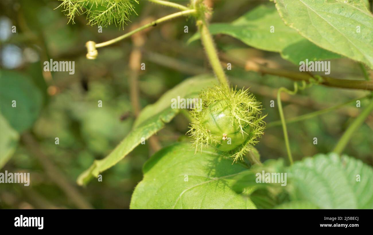Green unripe Fruit of Passiflora foetida also known as Mossy ...