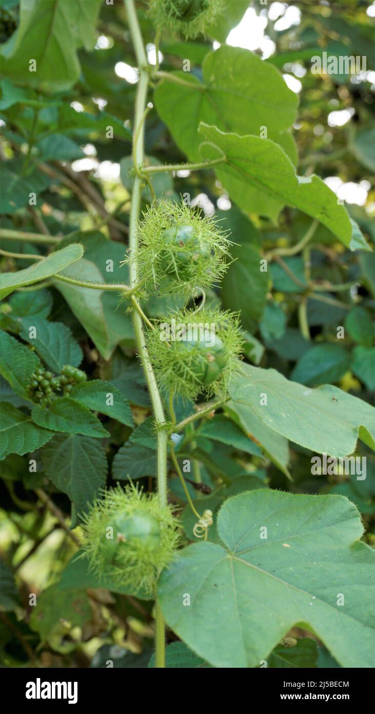 Green unripe Fruit of Passiflora foetida also known as Mossy ...