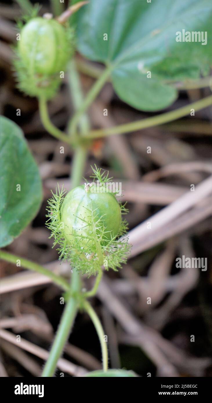 Green unripe Fruit of Passiflora foetida also known as Mossy ...
