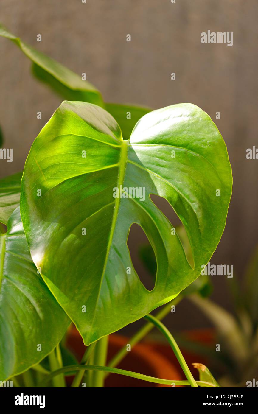 Monstera green leaves or Monstera Deliciosa in dark tones, background ...