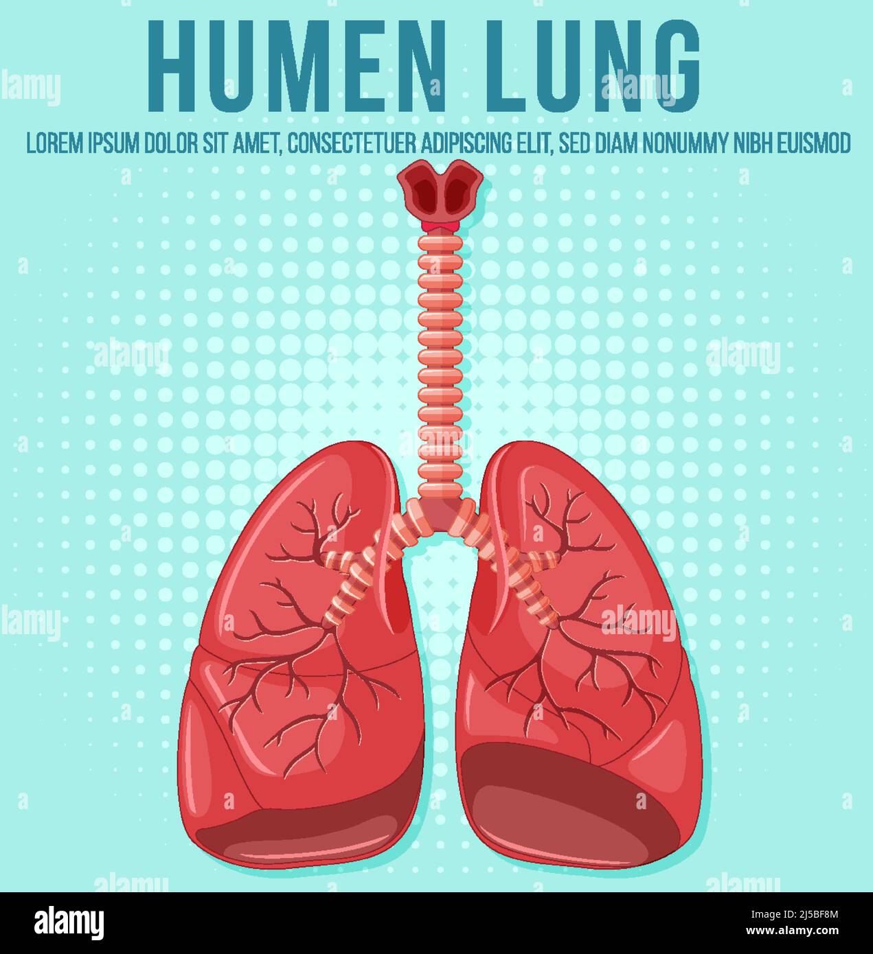 Human Internal Organ With Lungs Illustration Stock Vector Image And Art