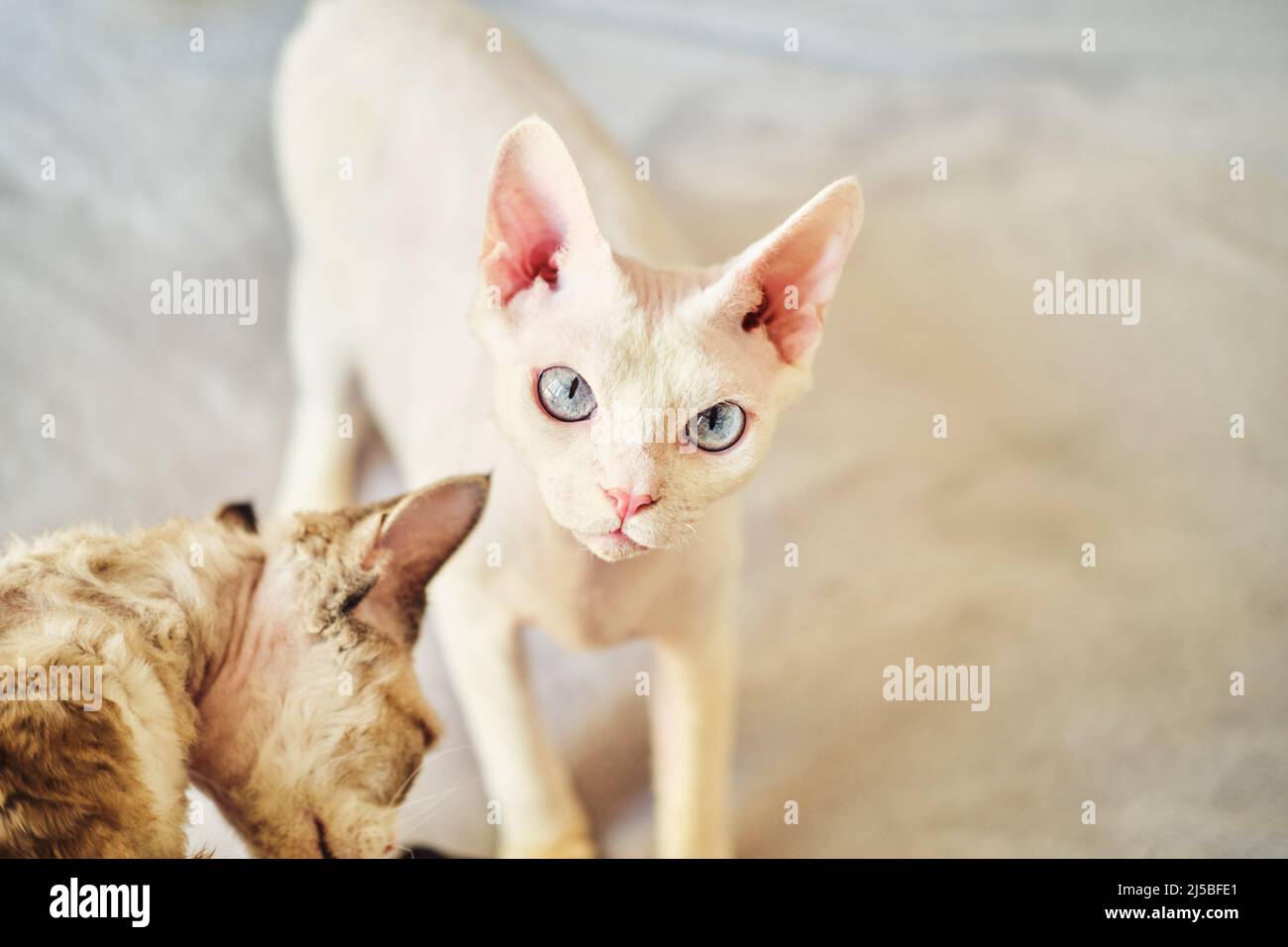 Sphynx cat blue eye hi-res stock photography and images - Alamy