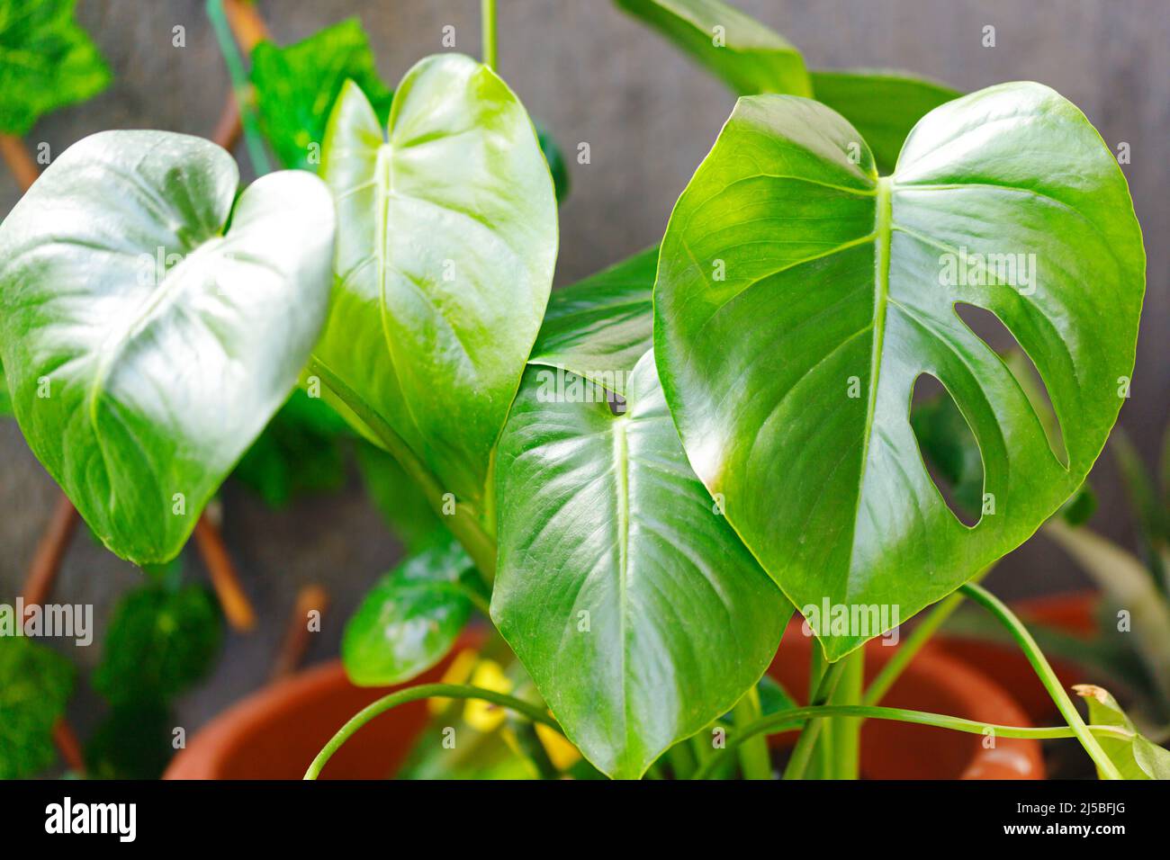 Monstera green leaves or Monstera Deliciosa in dark tones, background ...