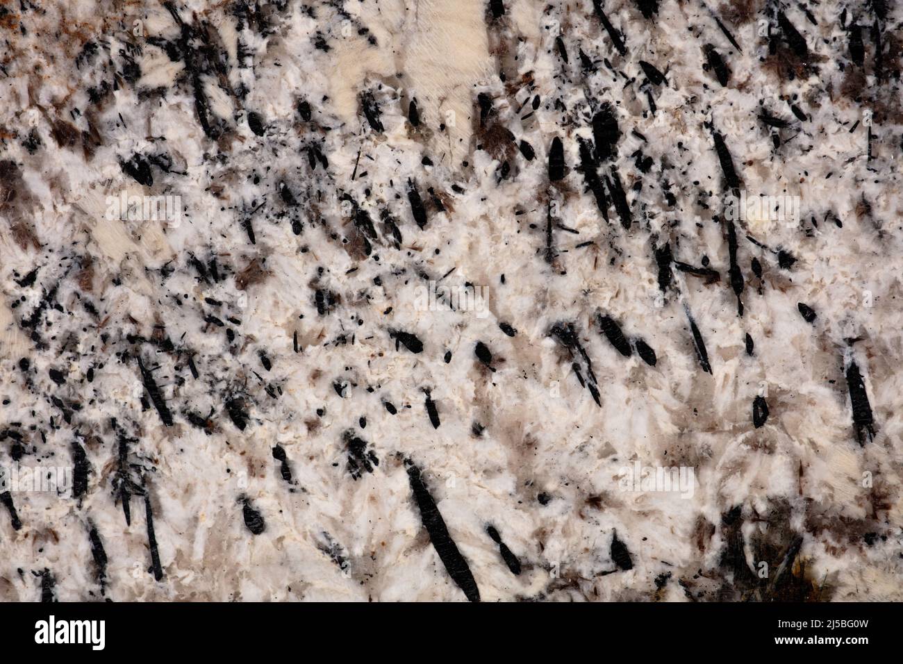 Stylish Alaska white granite texture in modern classic colors Stock ...