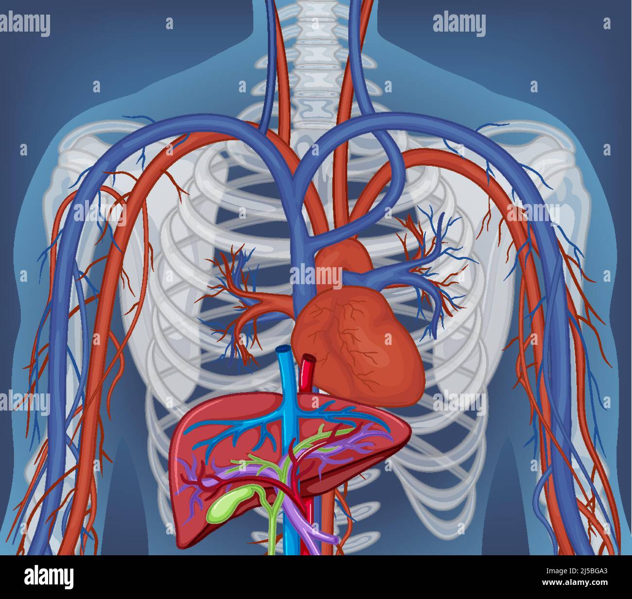 X-ray of human body with internal organs illustration Stock Vector ...