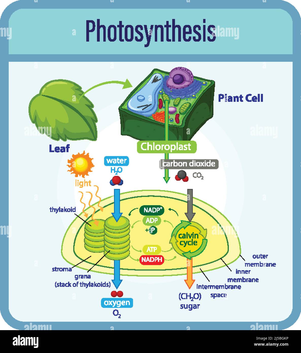 Diagram showing process of photosynthesis with plant and cells ...