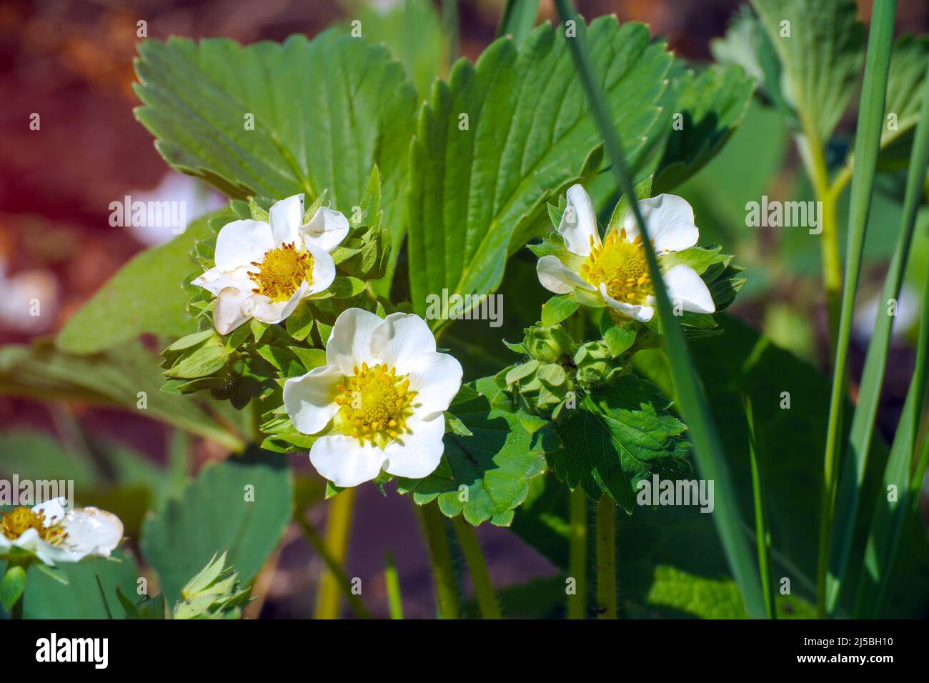 White strawberry flowers on a garden bed Stock Photo - Alamy