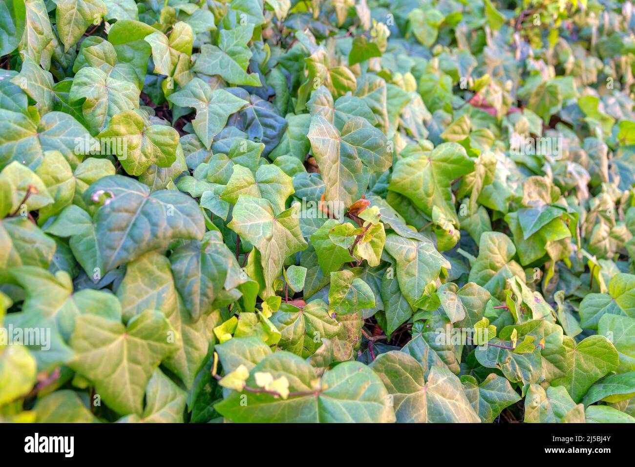 Fresh leaves of a vine plants at San Francisco in California. Close-up ...