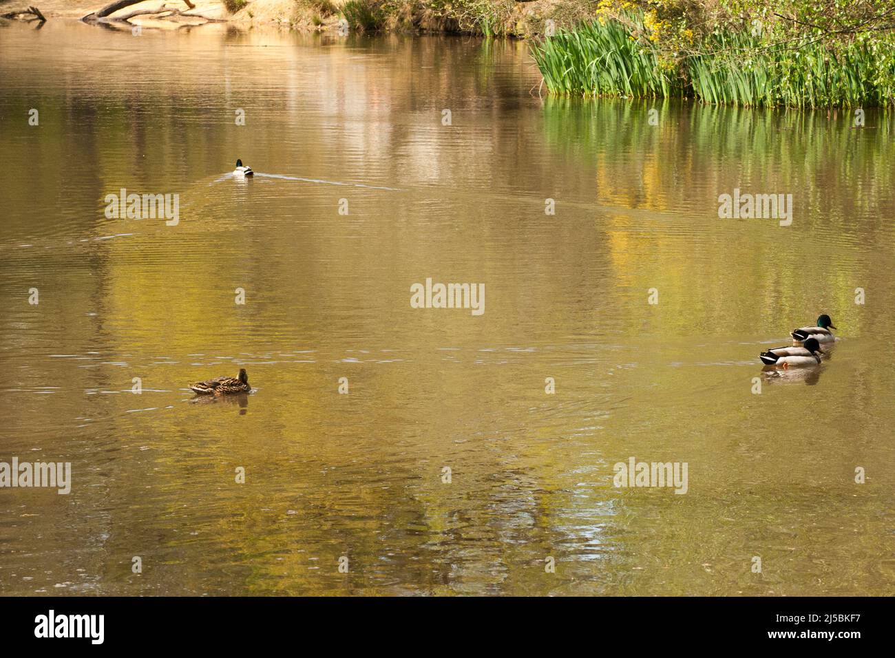 Strawberry Hill Pond Epping Forest Essex, England UK Europe Stock Photo ...