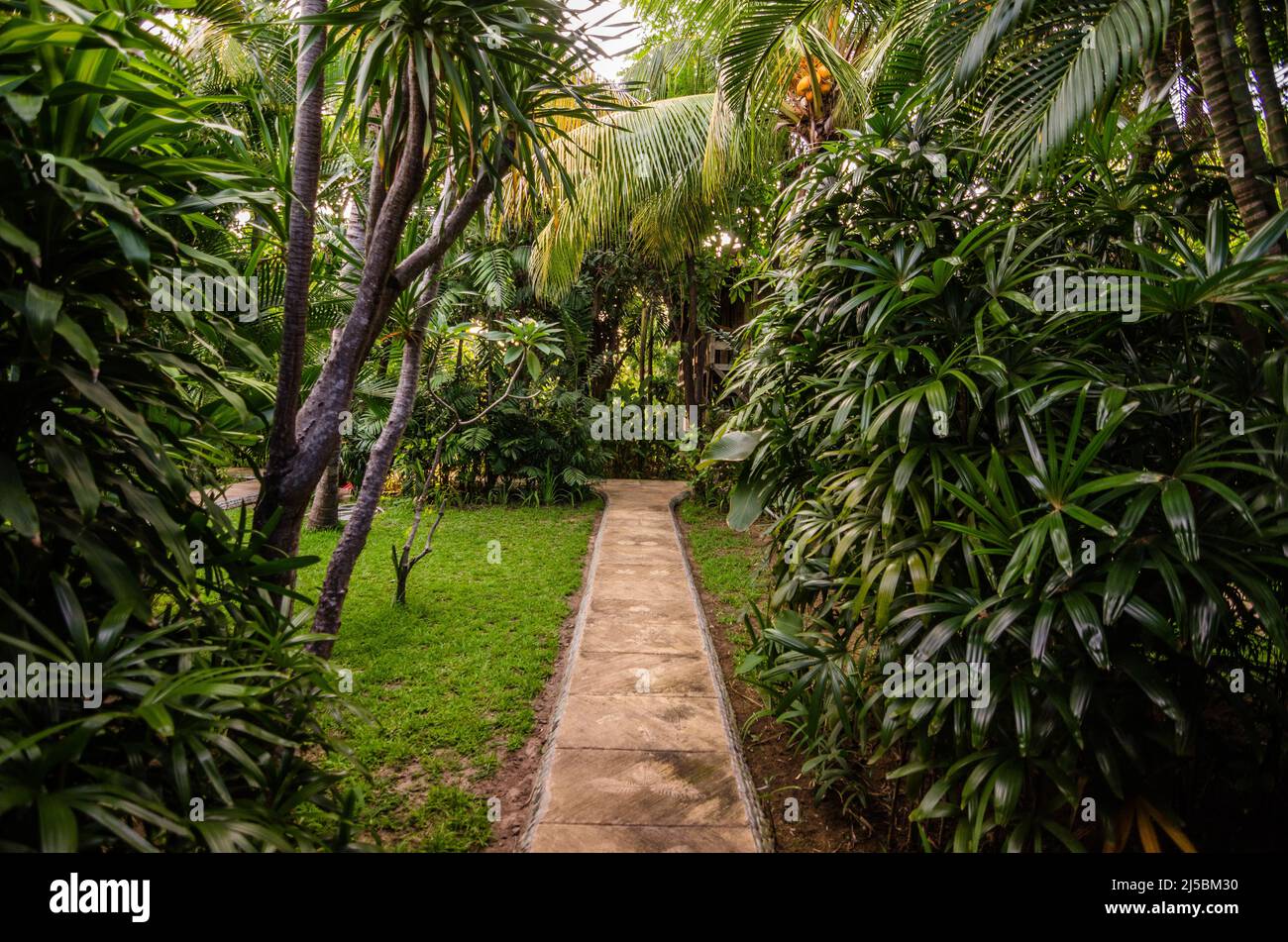 walkway with palm trees in hotel resort Stock Photo - Alamy