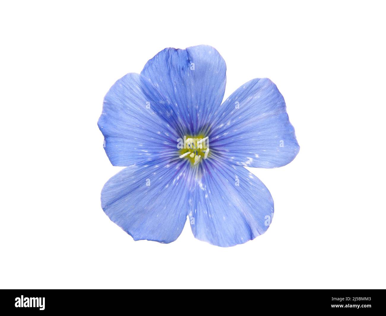Blue Flax Flower