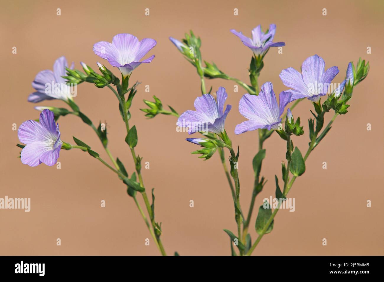Purple blue flowers of wild downy flax, Linum hirsutum Stock Photo - Alamy