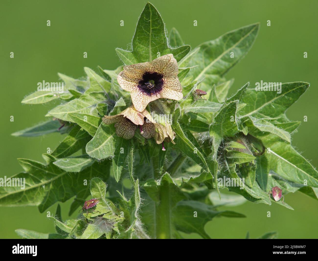 Poison henbane hi-res stock photography and images - Alamy