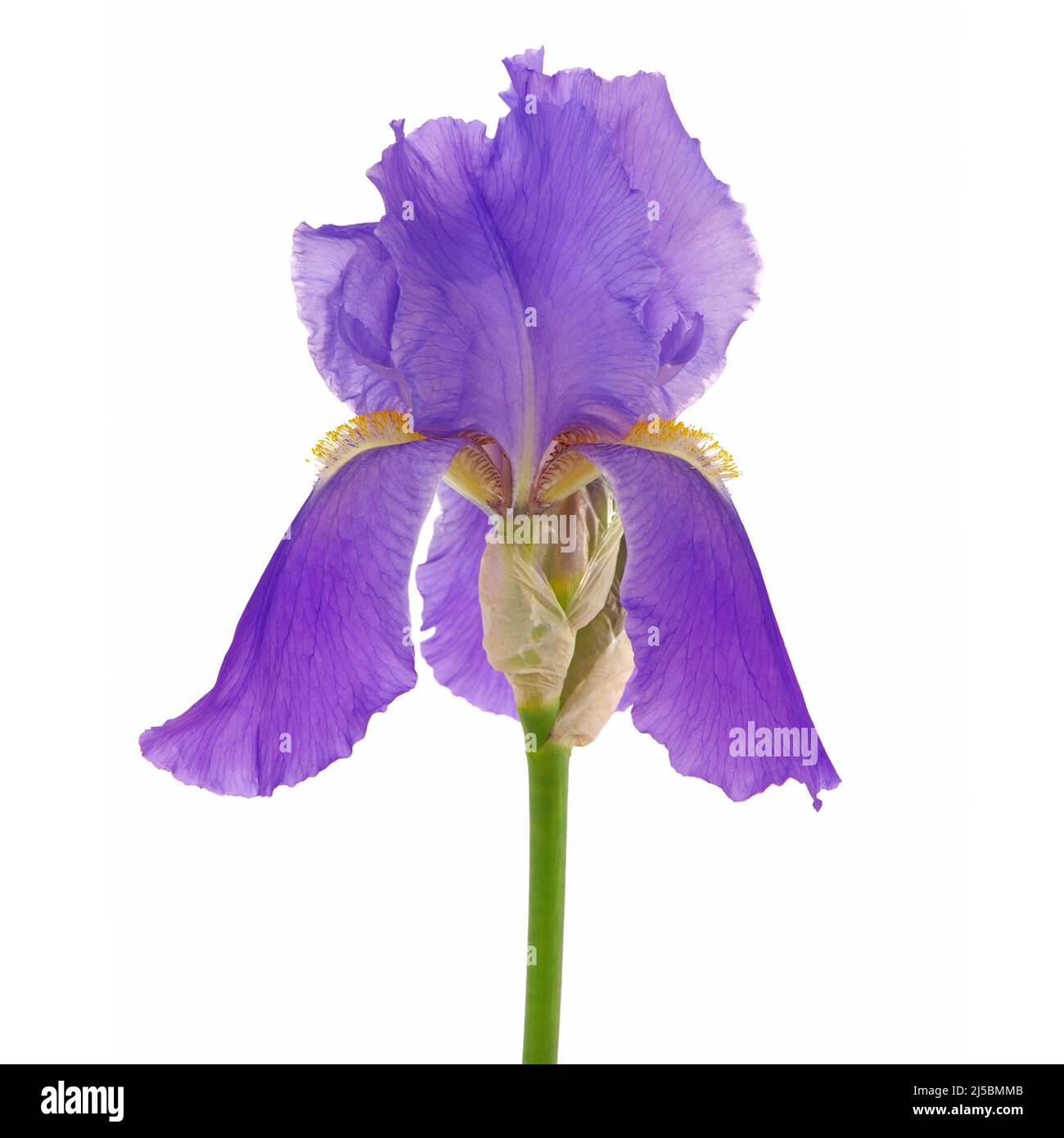 Purple iris flower isolated on white background Stock Photo - Alamy