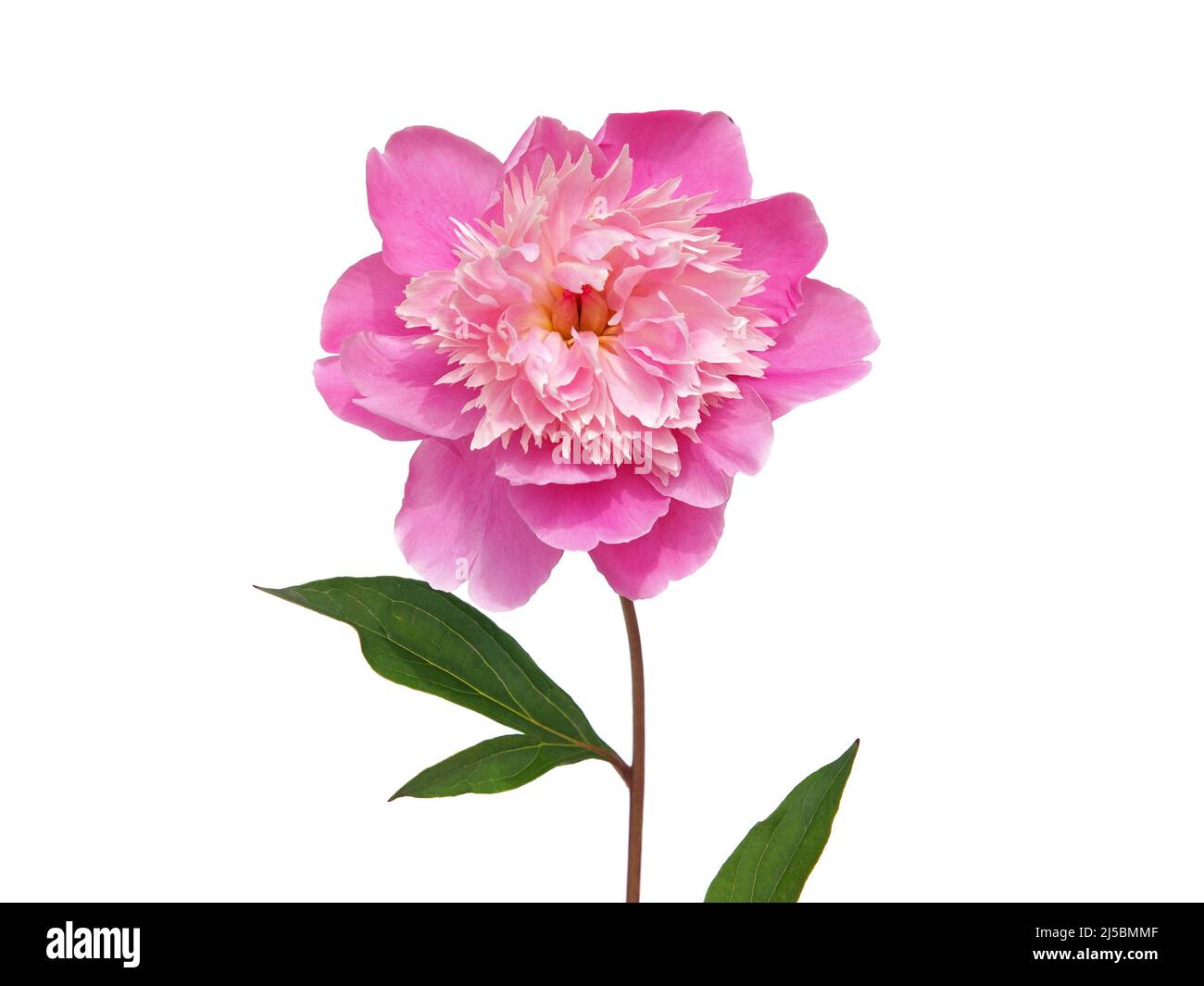 Single pink peony flower isolated on white background Stock Photo - Alamy