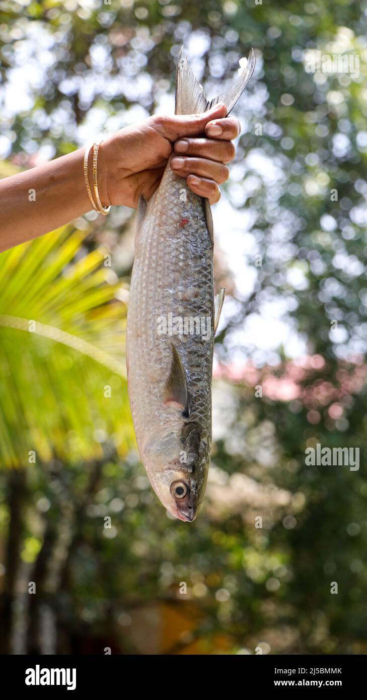 Freshwater fish with big scales hi-res stock photography and images - Alamy