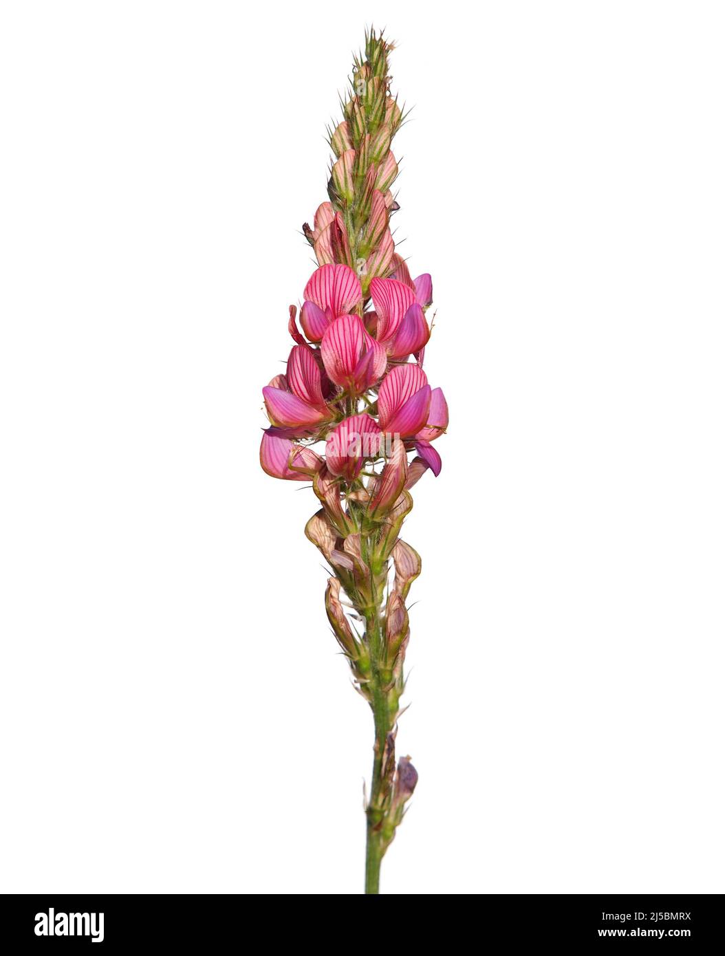 Pink flower of sainfoin isolated on white, Onobrychis viciifolia Stock ...