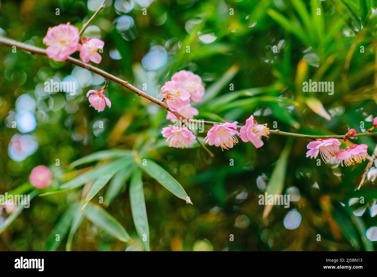 Bamboo tree flowers hi-res stock photography and images - Alamy