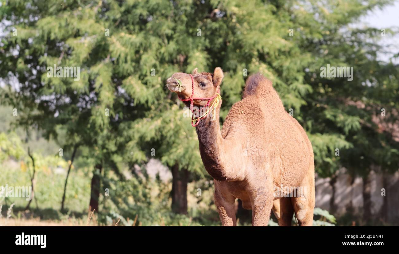 Close-up photo of A large size pet camel standing in the field, india ...
