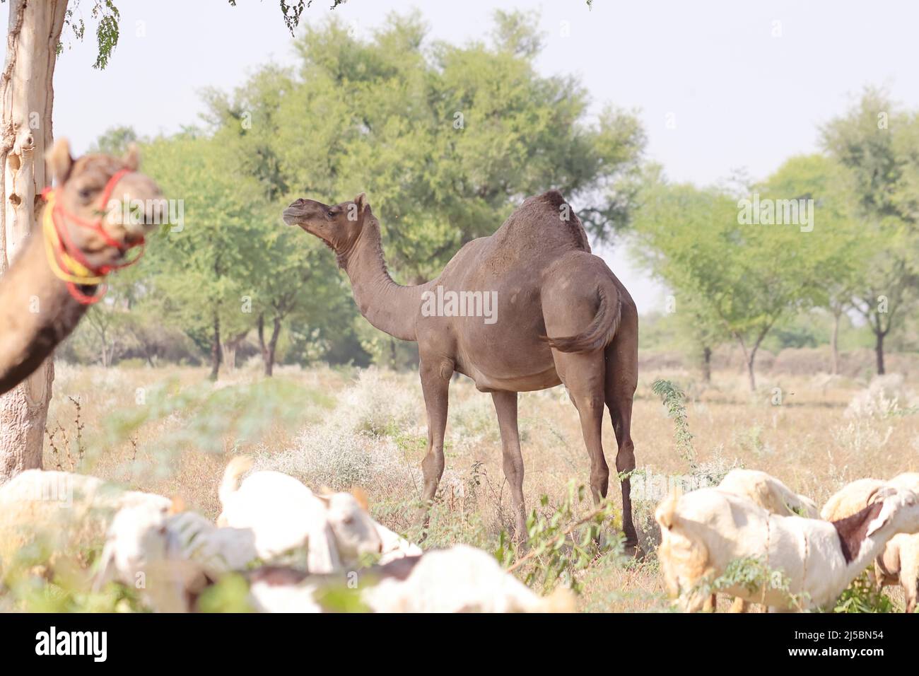 Close-up photo of A large size Domestic camel standing under tree ...