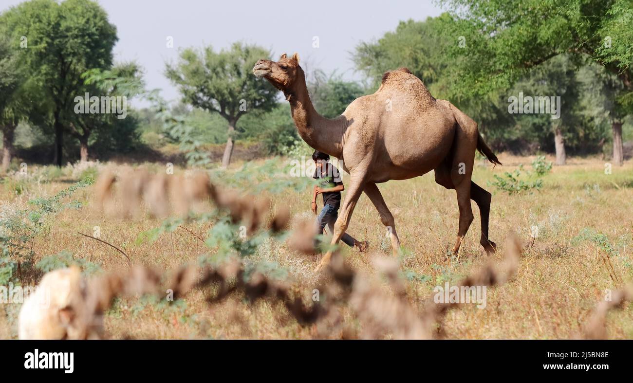 Pali Rajasthan, India .‎October‎30 , ‎2021.Close-up editorial photo of ...