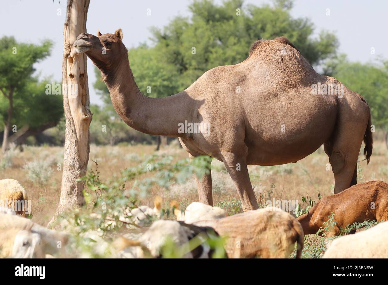 Close-up photo of a camel animal standing with domesticated sheep and ...