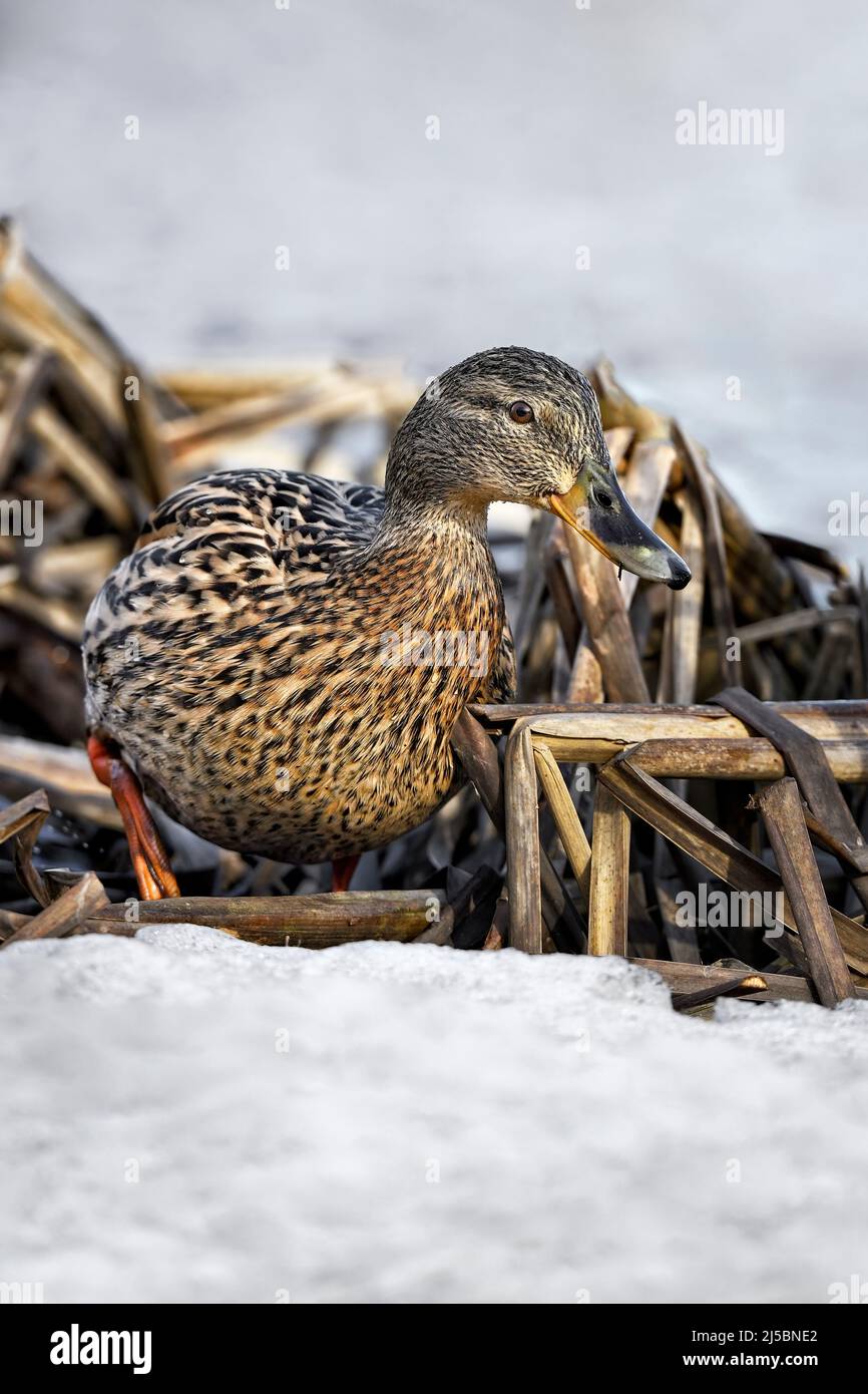 Mallard wing pattern hi-res stock photography and images - Alamy