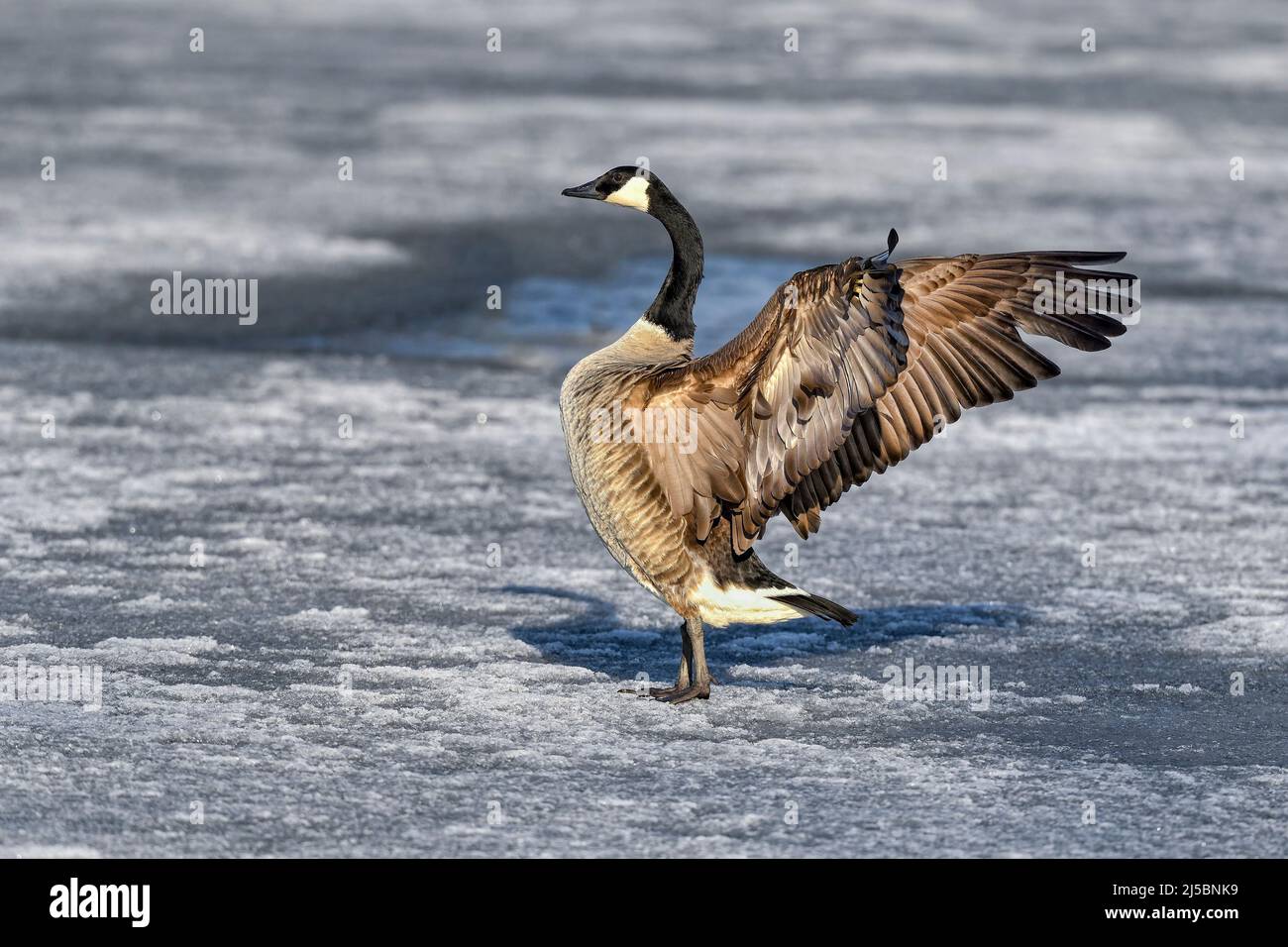 Tall goose hi-res stock photography and images - Alamy