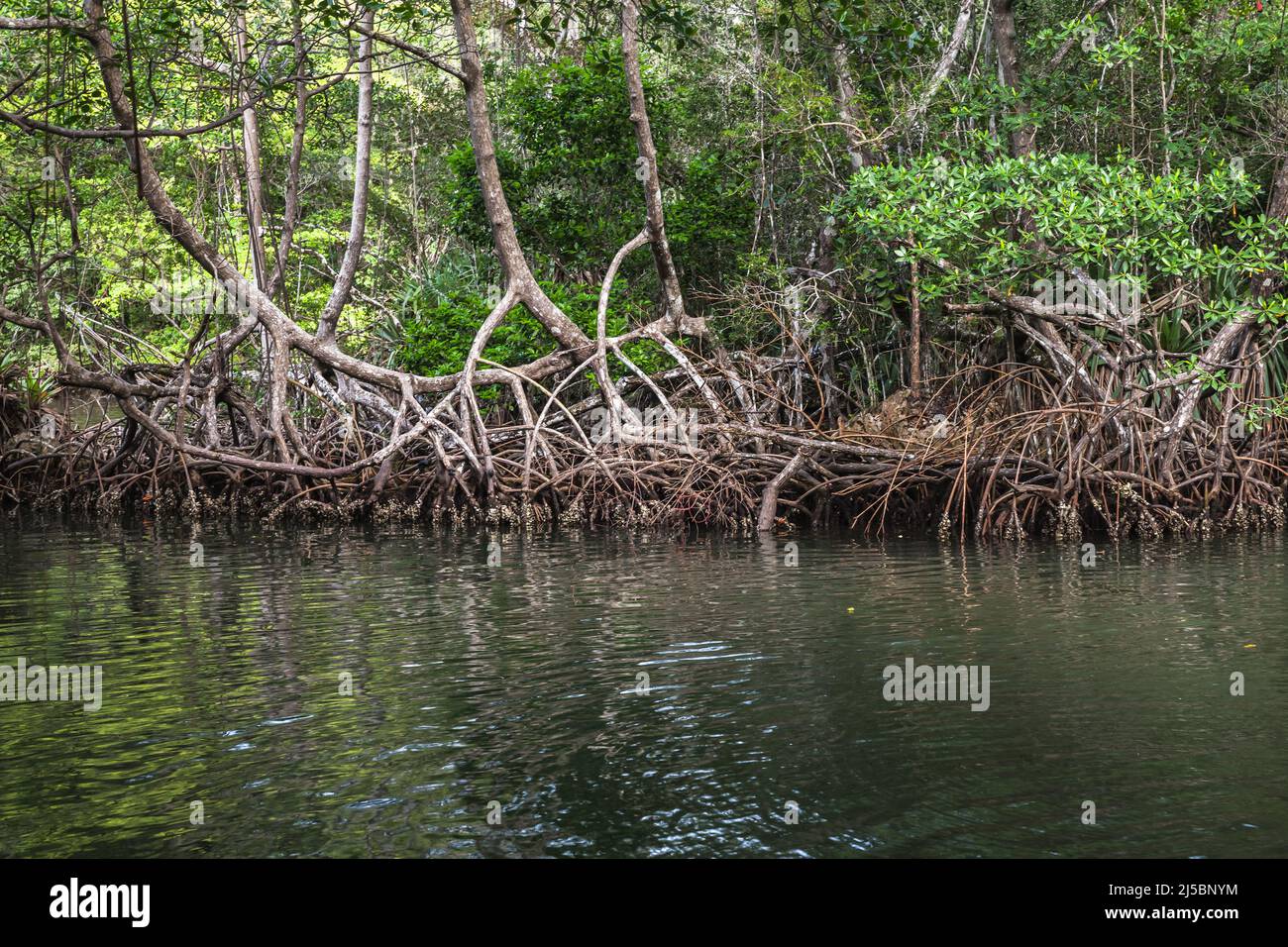 Mangrove forest landscape. Trees growing in salty sea water. Natural ...