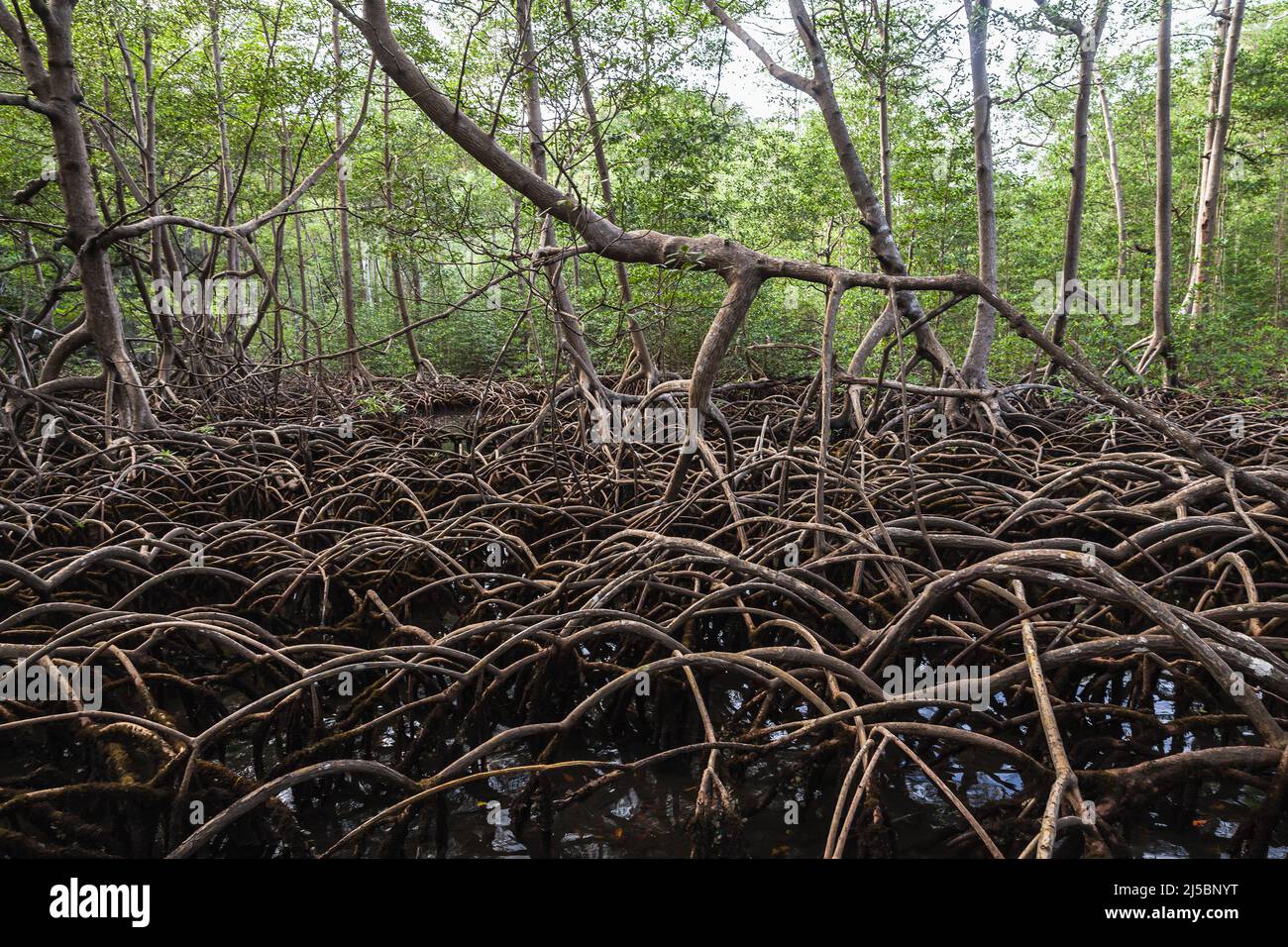 Roots of mangrove trees growing in water. Natural photo of Samana bay ...