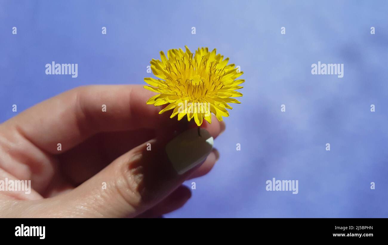 Yellow dandelion flower in female fingers on purple background Stock ...
