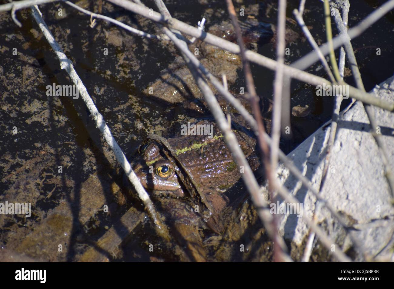 natterjack toad in a swamp lake Stock Photo - Alamy
