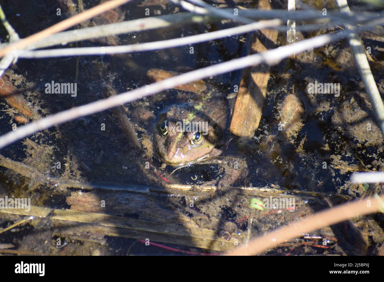 natterjack toad in a swamp lake Stock Photo - Alamy