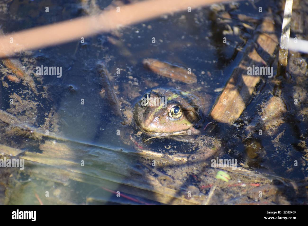 natterjack toad in a swamp lake Stock Photo - Alamy