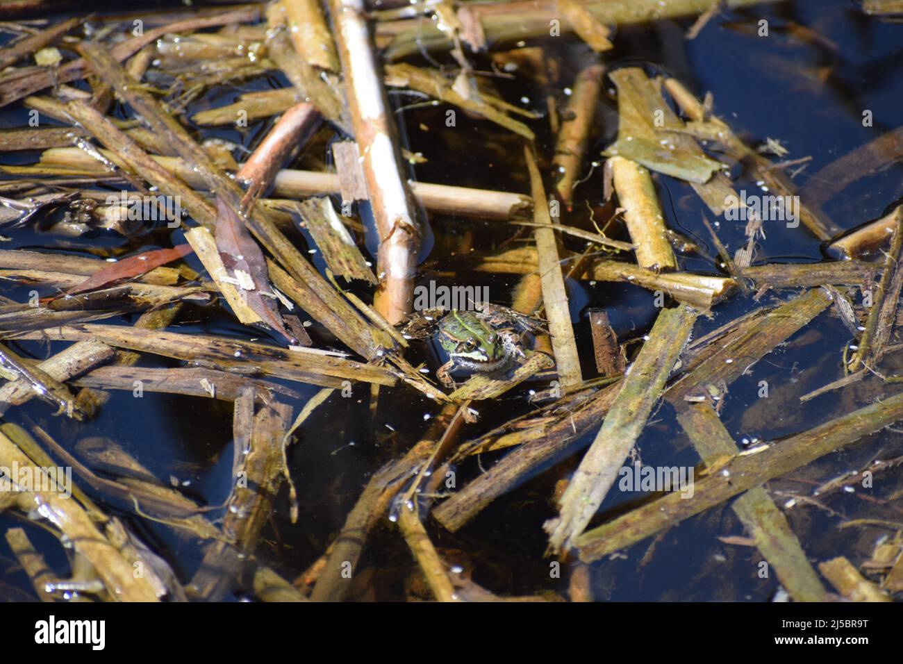 natterjack toad in a swamp lake Stock Photo - Alamy