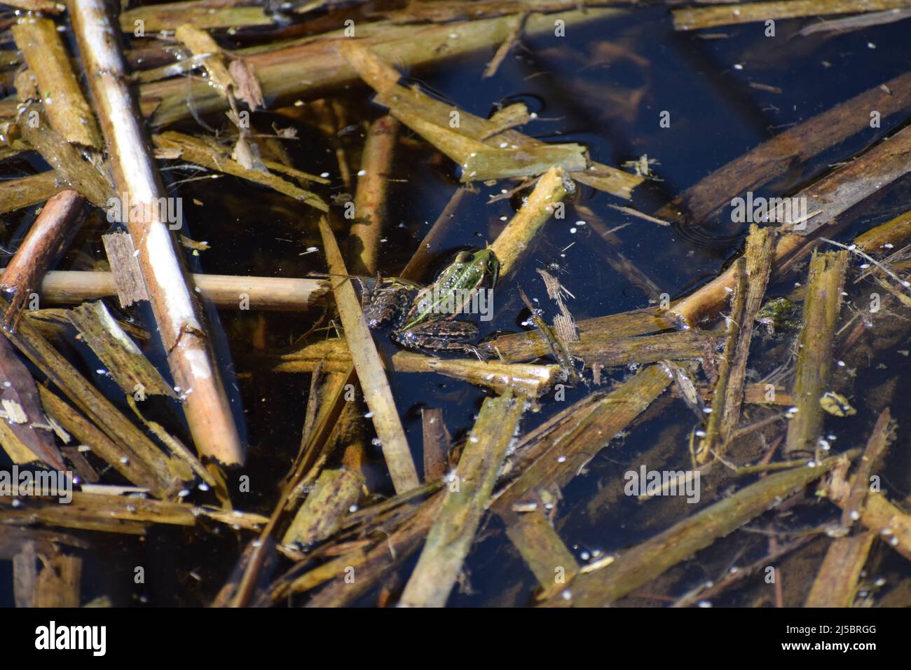 natterjack toad in a swamp lake Stock Photo - Alamy