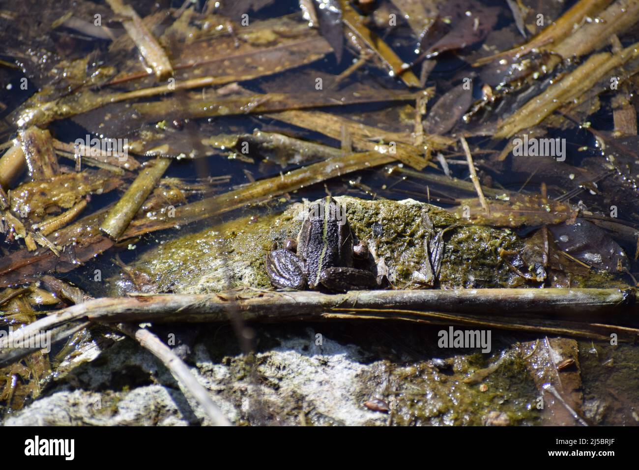 natterjack toad in a swamp lake Stock Photo - Alamy