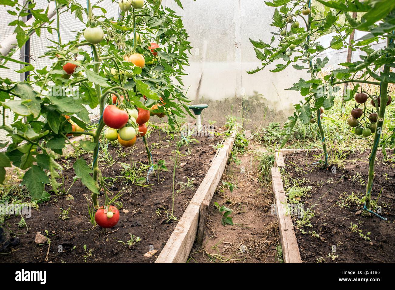 Solar powered mole repellent tool in greenhouse, between growing tomato ...