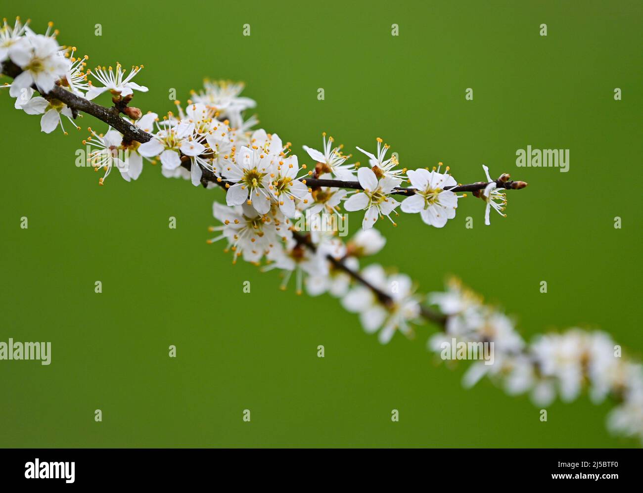 Thorn plant feature hi-res stock photography and images - Alamy