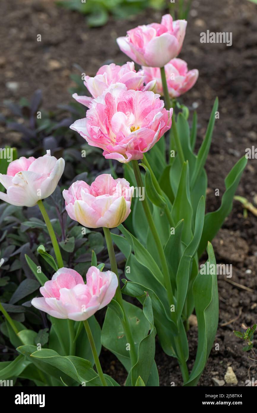 Close up of a row of pale pink double Tulips planted in the soil of a ...